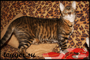 Cattery Berenday питомник редких кошек - пикси-бор и тойгер